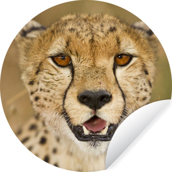 WallCircle - Muurstickers - Behangcirkel - luipaard - Kop - Planten - ⌀ 30 cm -... | bol