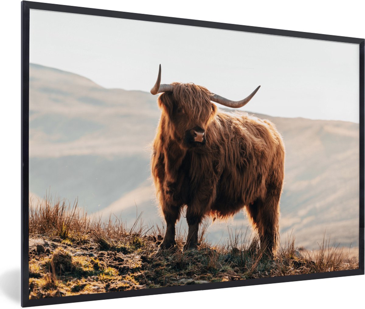 Cadre photo - Highlander écossais - Vache - Berg - Poster - Poster ...