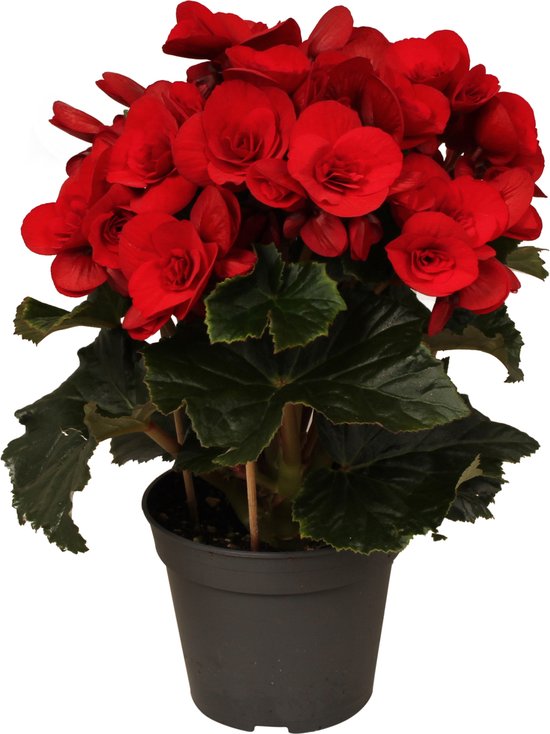 2x Begonia Elatior - Kamerplanten - 1x Rood (Baladin) en 1x paars ...
