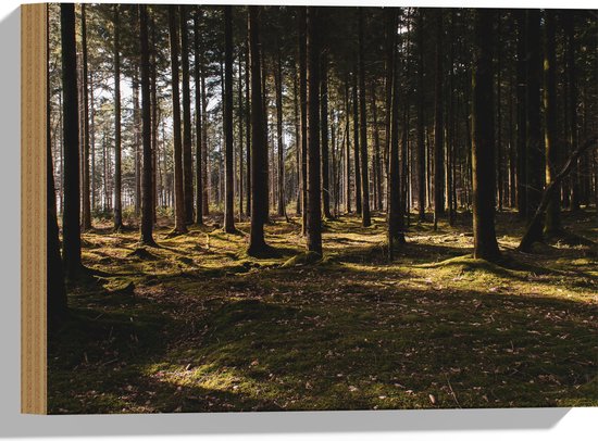 WallClassics - Hout - Bomen met Mos in het Bos - 40x30 cm - 12 mm dik ...