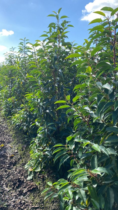 6x Prunus lusitanica 'Angustifolia' portugese laurier 100-125cm | bol.com
