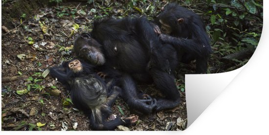 Muurstickers - Sticker Folie - Apen - Slapen - Bos - 160x80 cm ...