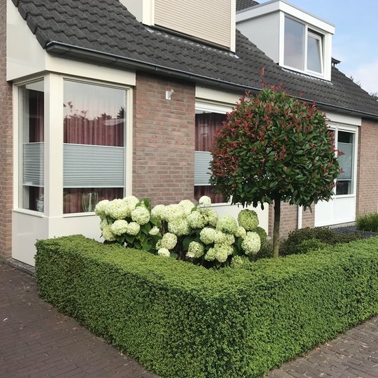 10 stuks | Japanse hulst 'Convexa' Kluit 80-100 cm - Formele haag ...