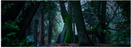 WallClassics - Poster (Mat) - Grote Kromme Bomen in het Bos - 90x30 cm ...