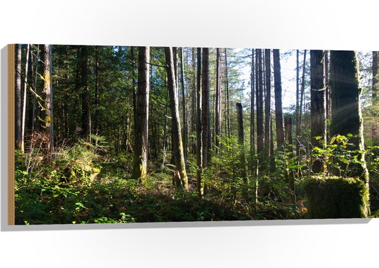 WallClassics - Hout - Bruine Bomen in een Bos - 100x50 cm - 12 mm dik ...