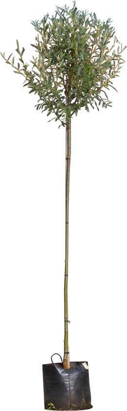 Knotwilg Salix alba KNOT h 260 cm st. omtrek 12 cm st. h 190 cm | bol