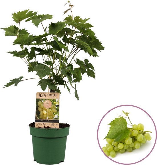 Druivenplant, Vitis vinifera 'Lakemont' op stam | bol