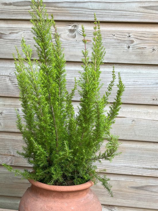Boomheide - 10 Stuks - Erica lusitanica - P9.5 - Plant - Tuinplant ...