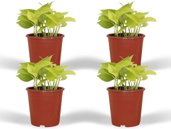 Epipremnum golden pothos (scindapsus) - 4 stuks - ø12cm - 15cm | bol