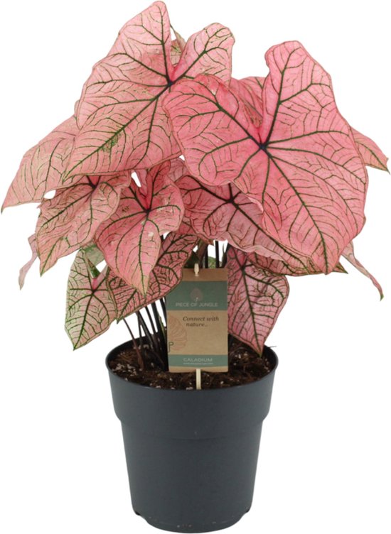 Trendyplants special - Caladium Spring Fling - Kamerplant - Hoogte 55 ...