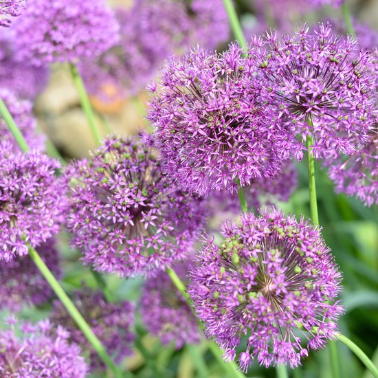 Allium Millenium - Sierui - 1 Bol - | bol
