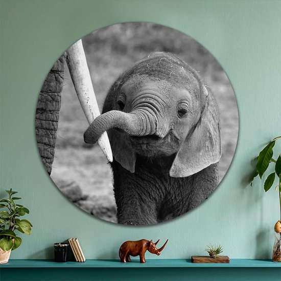 Muurcirkel Baby olifant | Forex | Ø 120cm | Inclusief ophangsysteem | bol