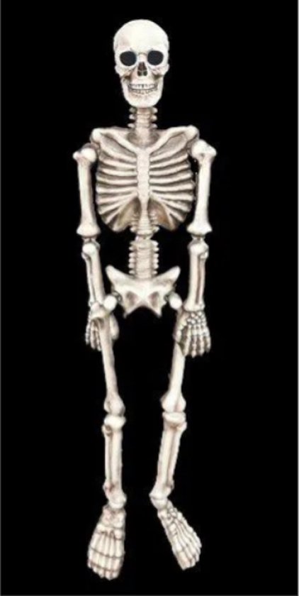 2D Skelet 160cm - Materiaal foam body, plastic hoofd | bol