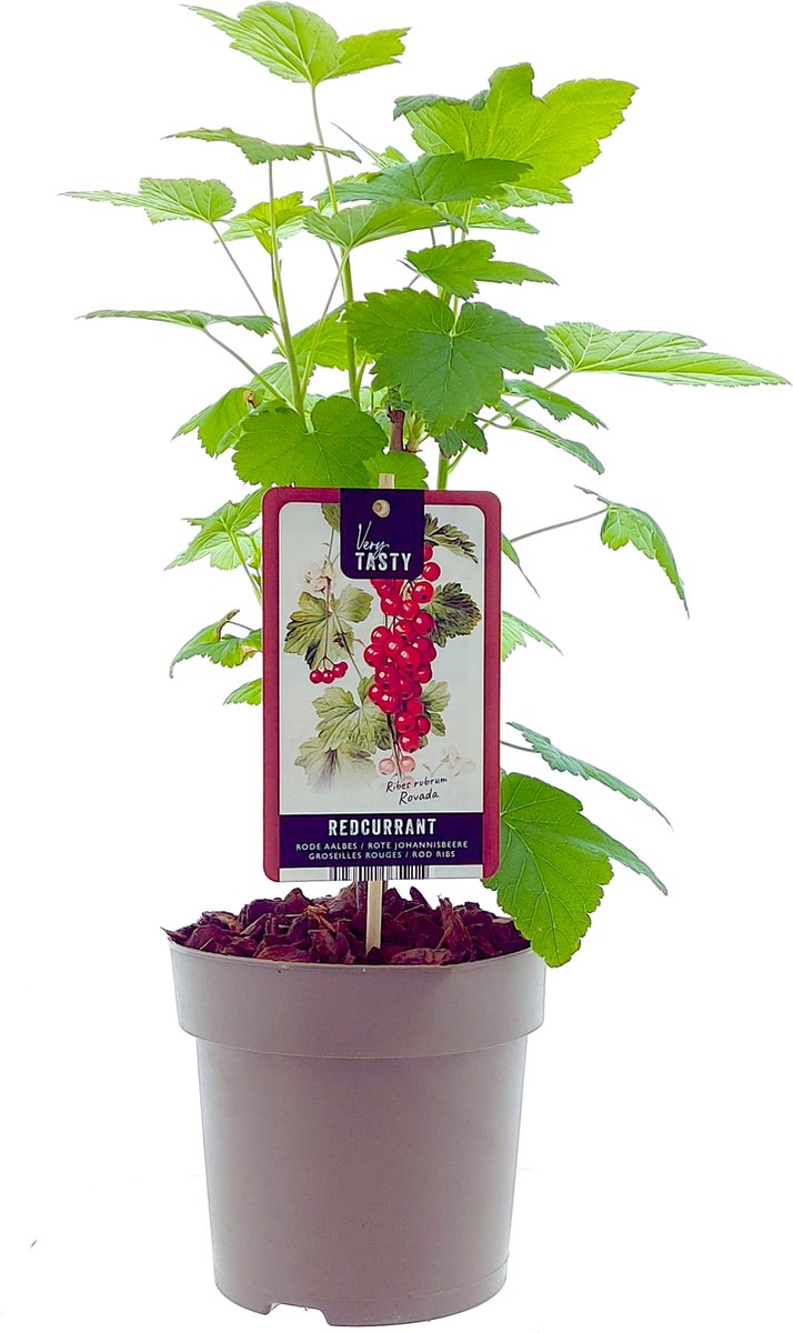 Rode Bes - Rovada - kleinfruit - bessenstruik - plant - eigen fruit ...