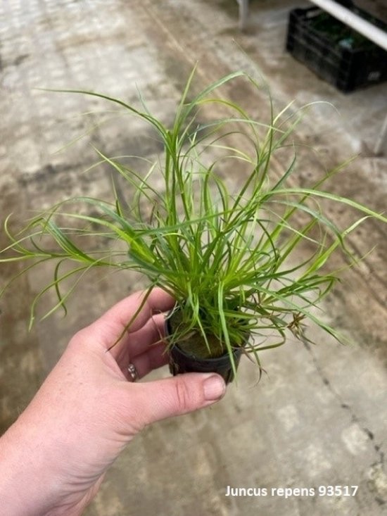 Juncus repens | bol.com