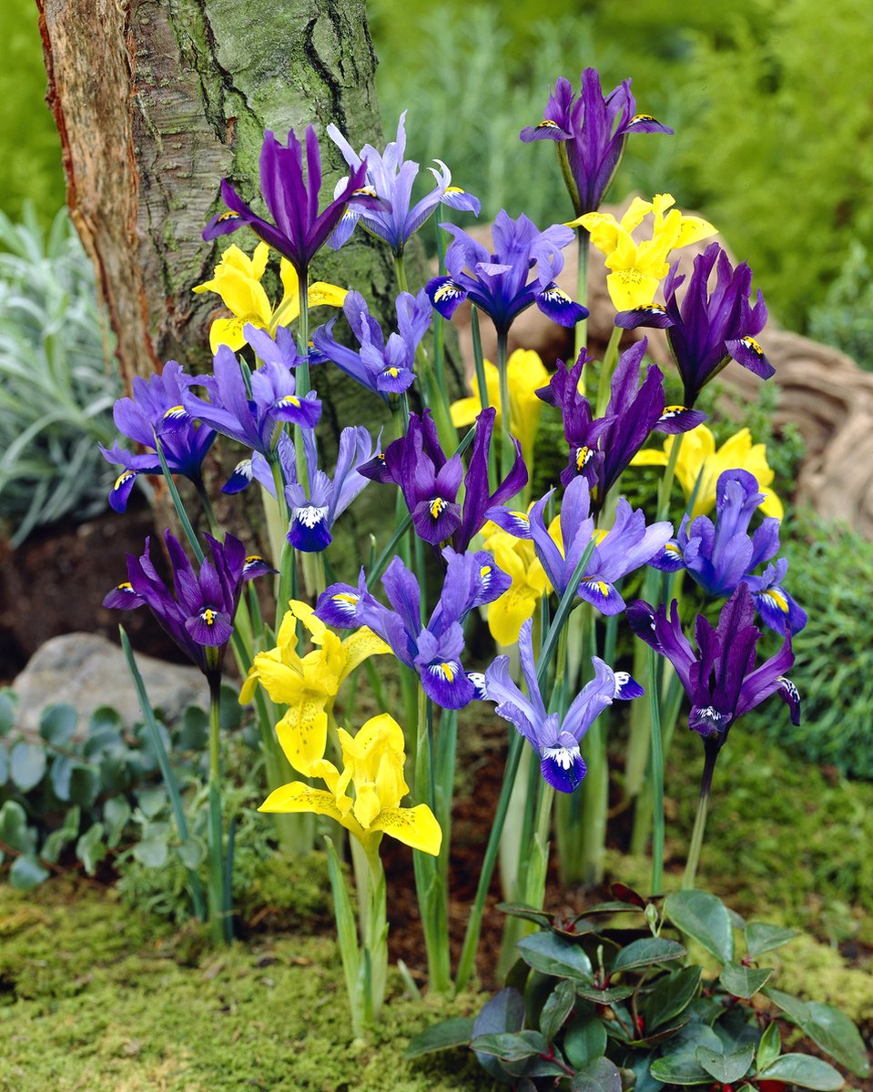 Iris reticulata mix 50 stuks dwerg irissen | bol