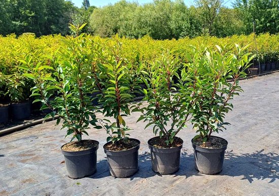 100x Portugese Laurier - Prunus Lusitanica Angustifolia - 3L Pot - 30 ...