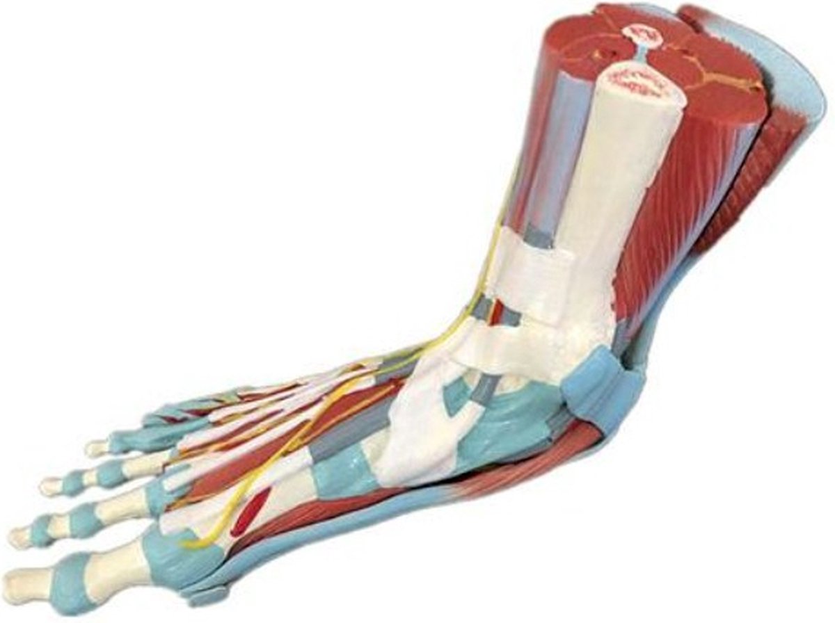 Modèle Anatomie du pied avec muscles grandeur nature - 7 parties | bol.com