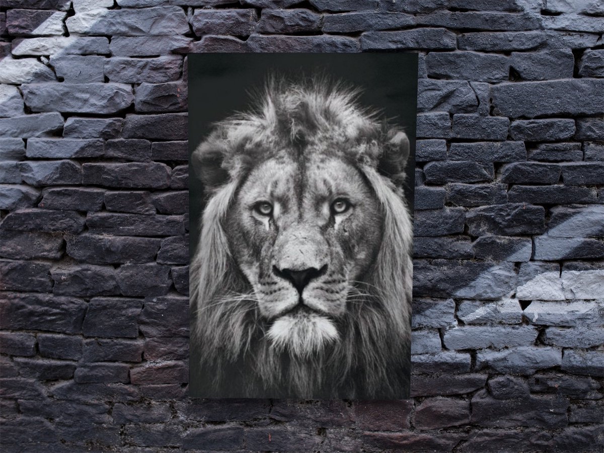 Leeuw Poster 61x91.5cm | bol