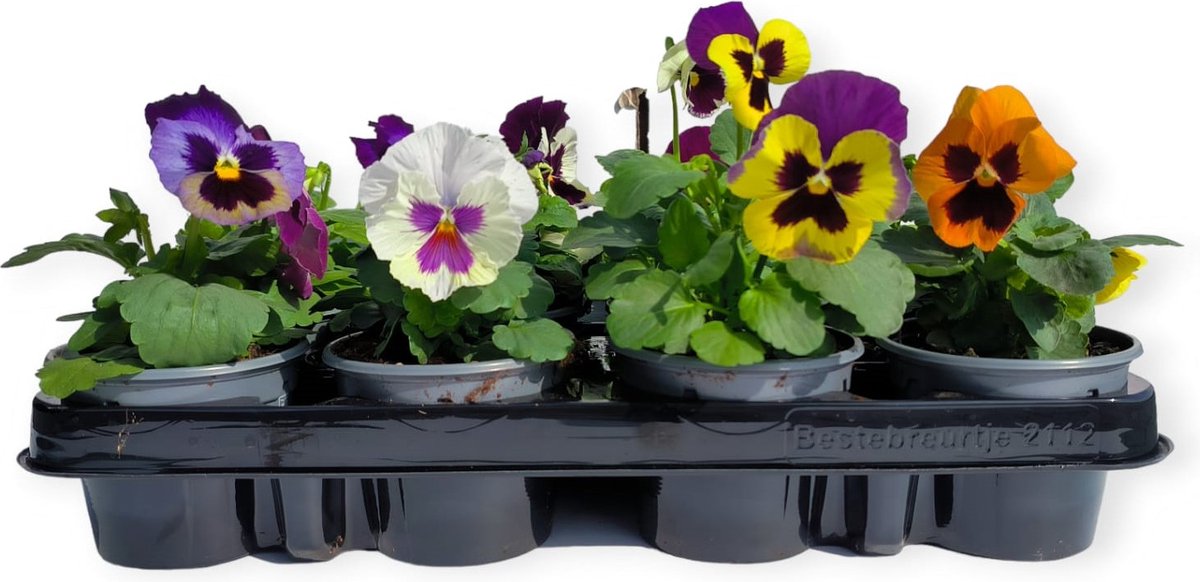 Viooltjes mix 12 stuks - Winterviooltjes - Grootbloemige violen - Mix ...