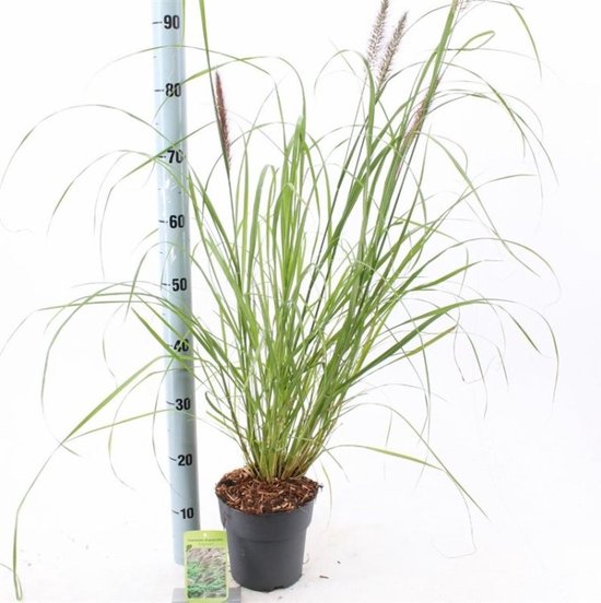 Pennisetum alopecuroides 'Redhead' - 2 liter pot - 25-30 cm | bol
