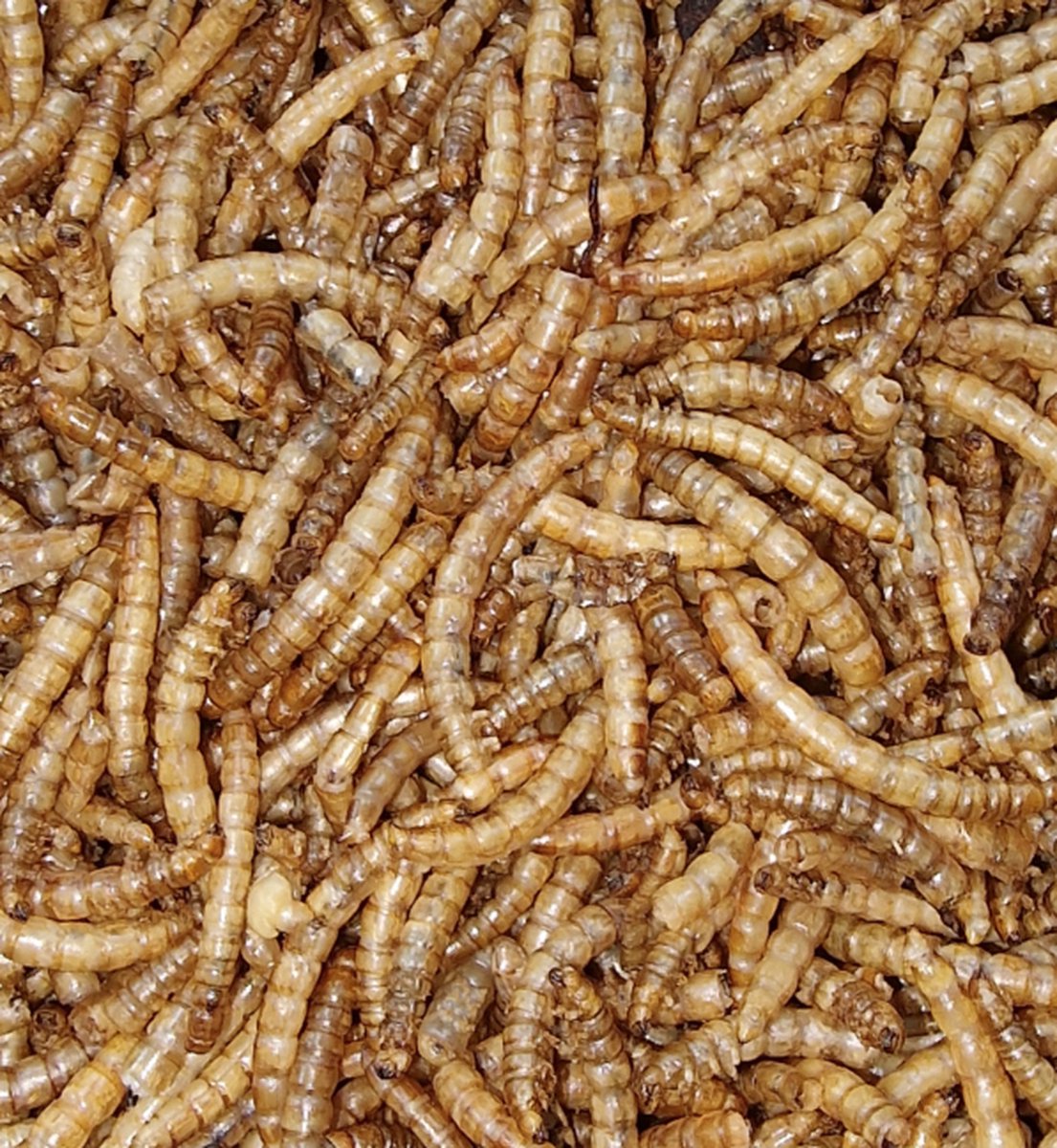 5x Vers de farine séchés - Protéines Extra - 5x 150gr - Oiseaux des jardins -... | bol.com