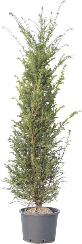 2 stuks! Taxushaag 160 cm Taxus baccata 170 cm | bol