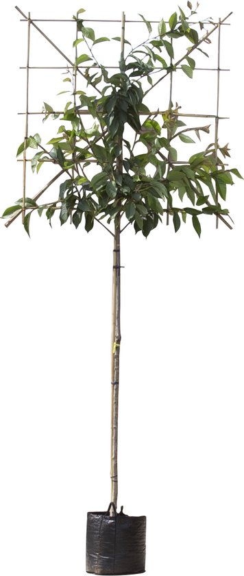 2 stuks! Japanse sierkers leiboom 150 cm Prunus serrulata 270 cm | bol