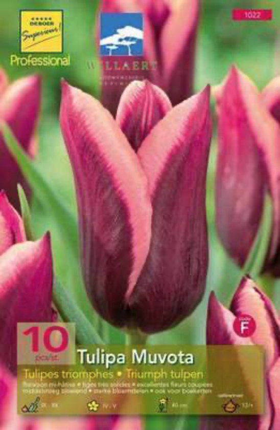 Tulipa triumph 'Muvota' | bol