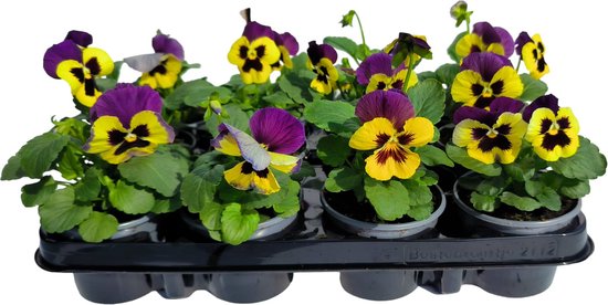 Viooltjes Paars Geel 12 stuks - Winterviooltjes - Grootbloemige violen ...