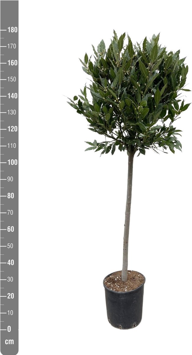 Laurierboom - Laurus Nobilis op stam XXL | bol.com