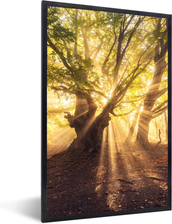 Fotolijst incl. Poster - Boom - Bos - Zon - 60x90 cm - Posterlijst | bol
