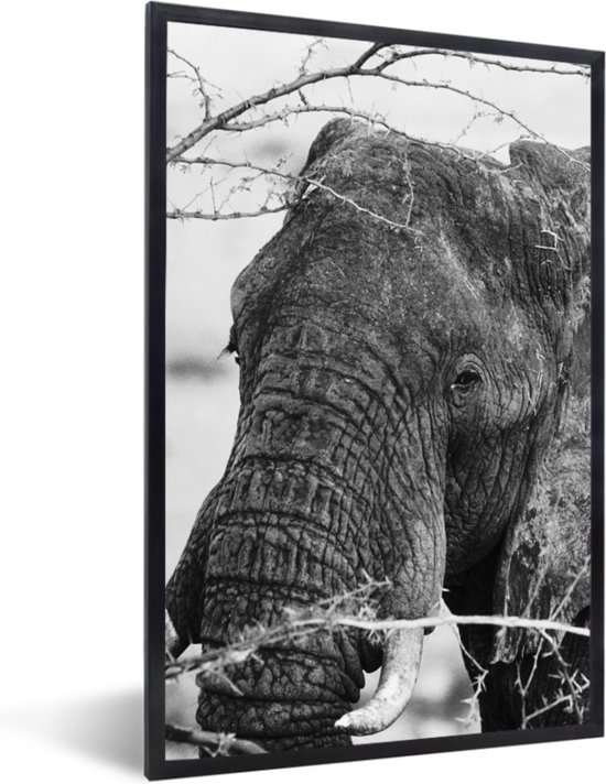Fotolijst incl. Poster Zwart Wit- Olifant - Dieren - Takken - Natuur ...