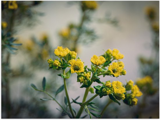 Poster (Mat) - Gele Ruta Bloemen aan Lange Stengels - 80x60 cm Foto op ...