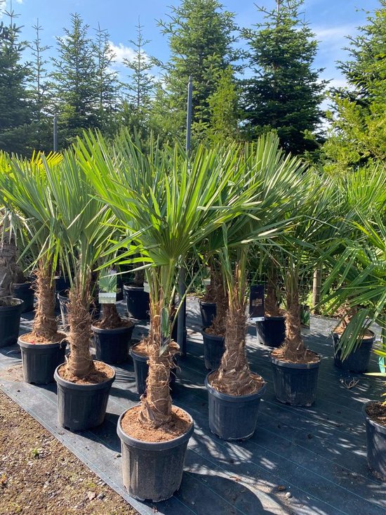 Sunny Tree Palmboom - Winterharde Trachycarpus fortunei voor buiten ...