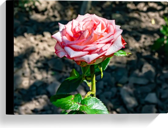 Canvas - Roze Rosa Violet Carson op Steentjes Achtergrond- Bloemen ...