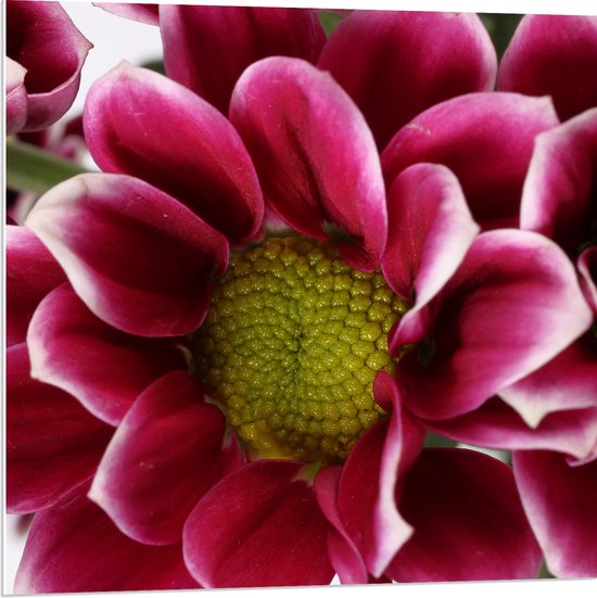 PVC Schuimplaat - Mooie Grote Roze Bloem met Geel Midden en Witte Blad ...