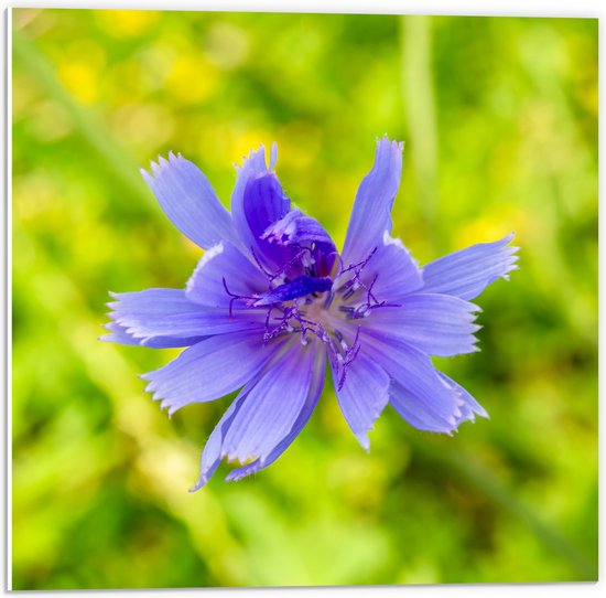 PVC Schuimplaat - Gevouwde Paarse Wilde Cichorei Bloem in Gras - 50x50 ...