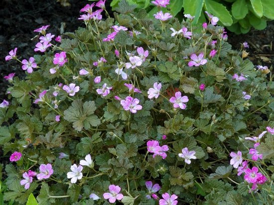 Plants Online - Tuinplanten - Vaste planten - Set van 5 - Geranium ...