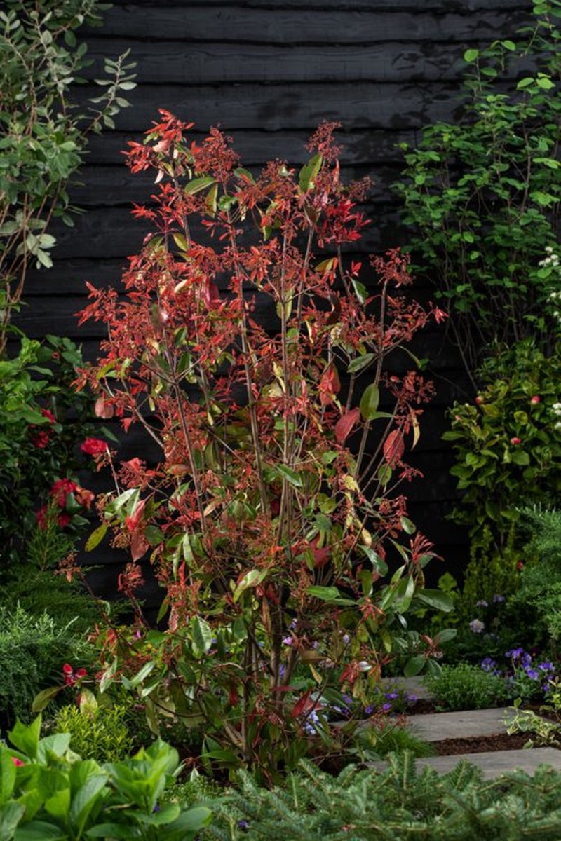 Photinia fraseri 'Red Robin' C5 60-80 cm - Bloeiende plant - Makkelijk ...