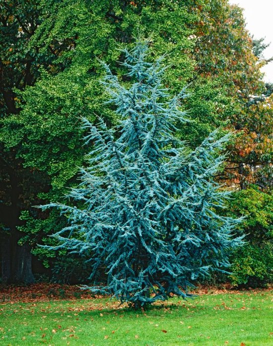 Cedrus libani 'Glauca' C7.5 150-175 cm | bol