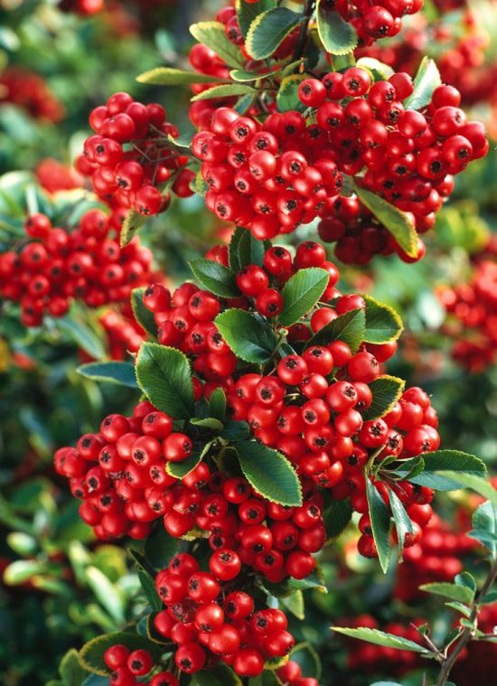 Pyracantha coccinea 'Colonne Rouge' C5 150-175 cm | bol