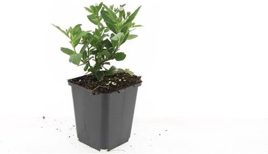 Set van 3 | Aster ageratoides 'Stardust' - 0.7 liter pot | bol