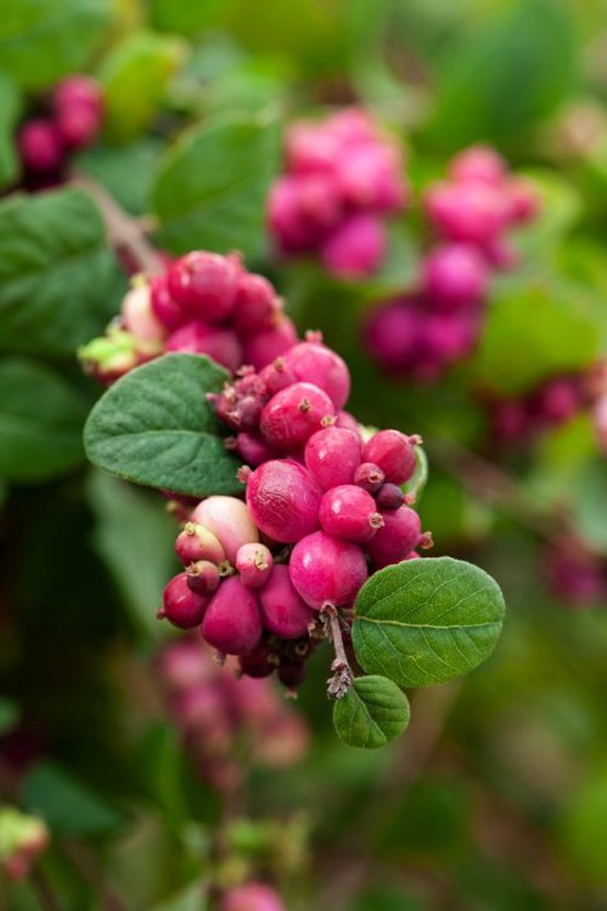 Set van 3 | Symphoricarpos doorenbosii 'Magic Berry' - 1.3 liter pot ...