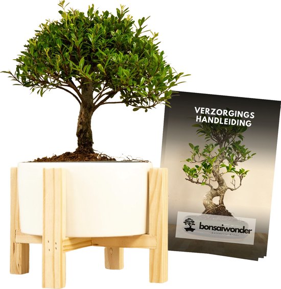Bonsaiwonder - Syzygium Luxury - Bonsai boompje - 6 jaar oud - Hoogte ...