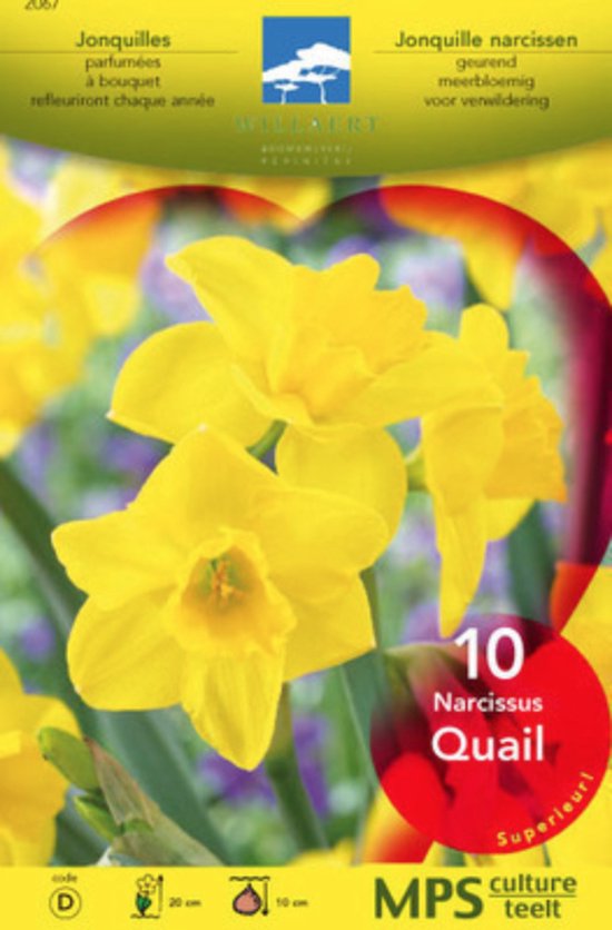 Narcissus bot. 'Quail' | bol