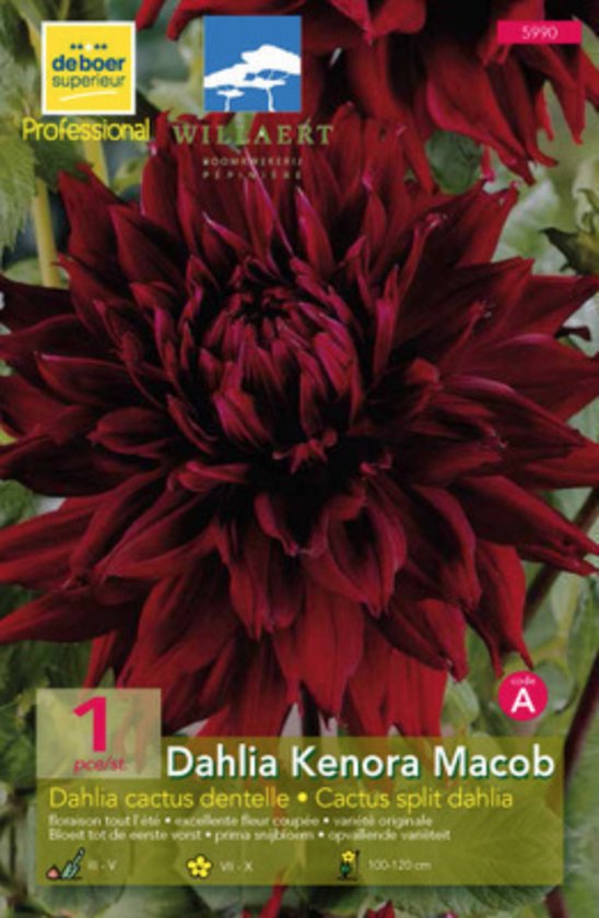 Dahlia (split) 'Kenora Macob' | bol