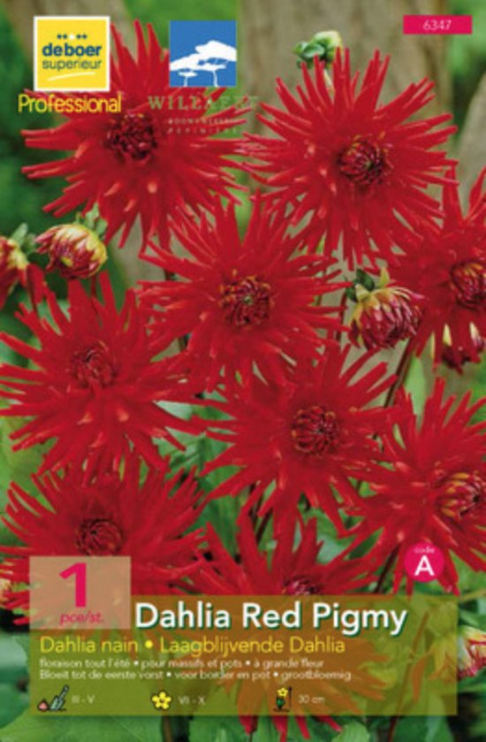 Dahlia (perk) 'Red Pygmy' | bol