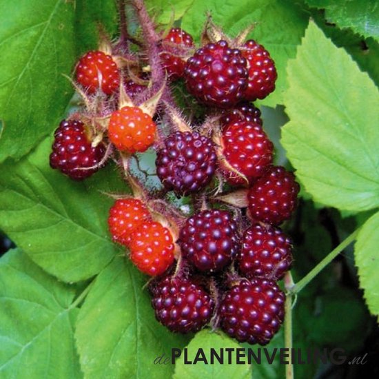 Japanse Wijnbes - Rubus phoenicolasius Maxim - 3 stuks | bol.com