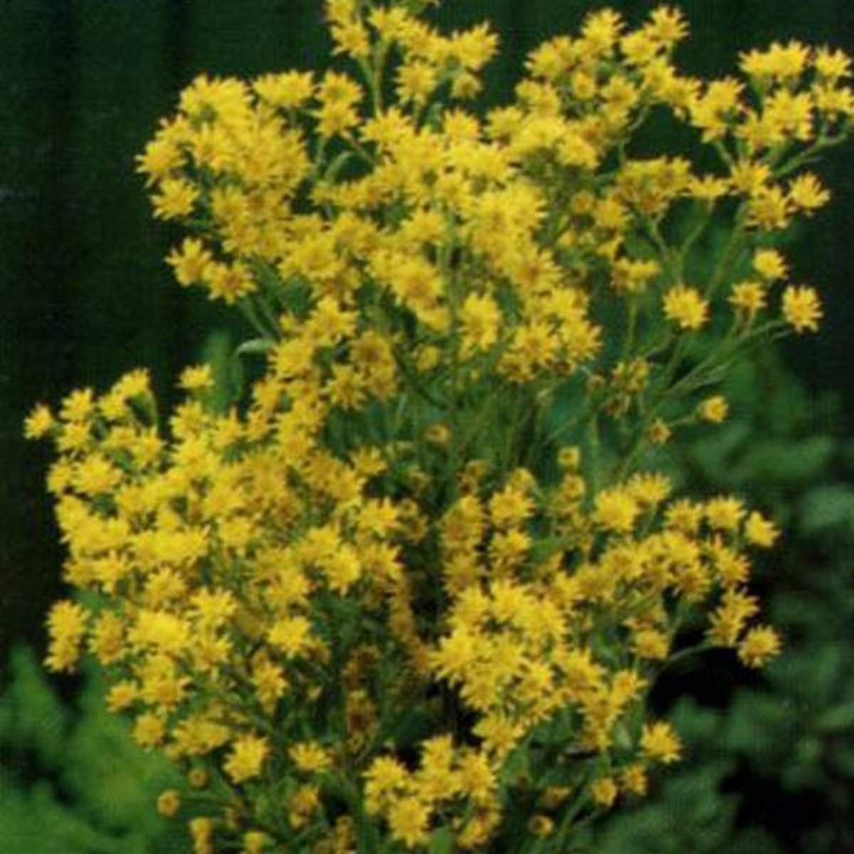 6 x Solidaster Luteus godet 9cm x 9cm | bol.com